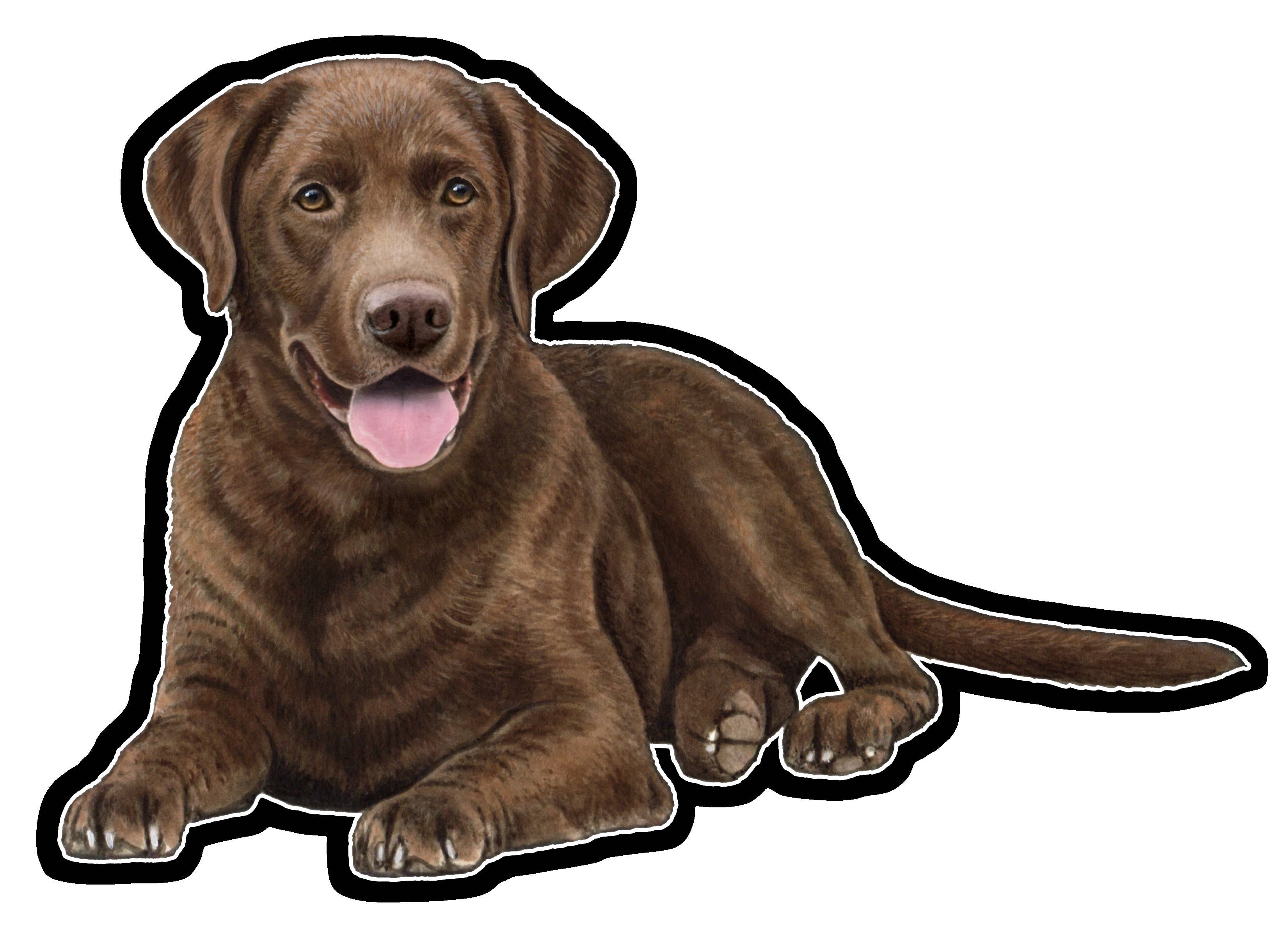 Labrador, Chocolate - Vinyl Sticker – Salty Paws