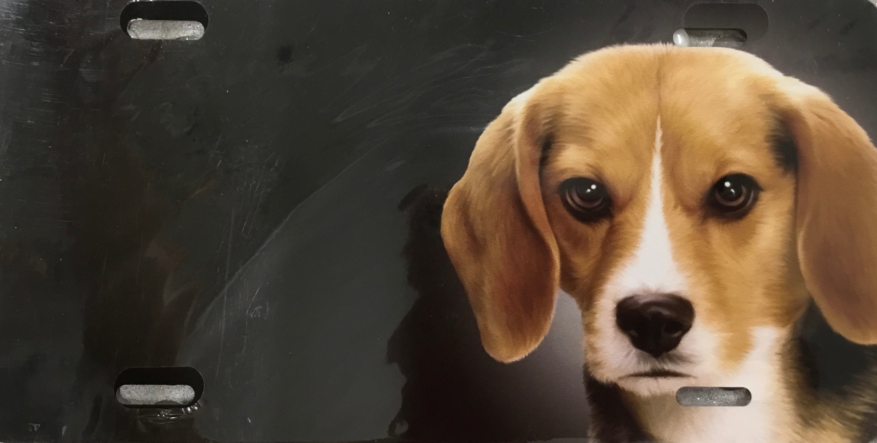 Beagle License Plate – Salty Paws