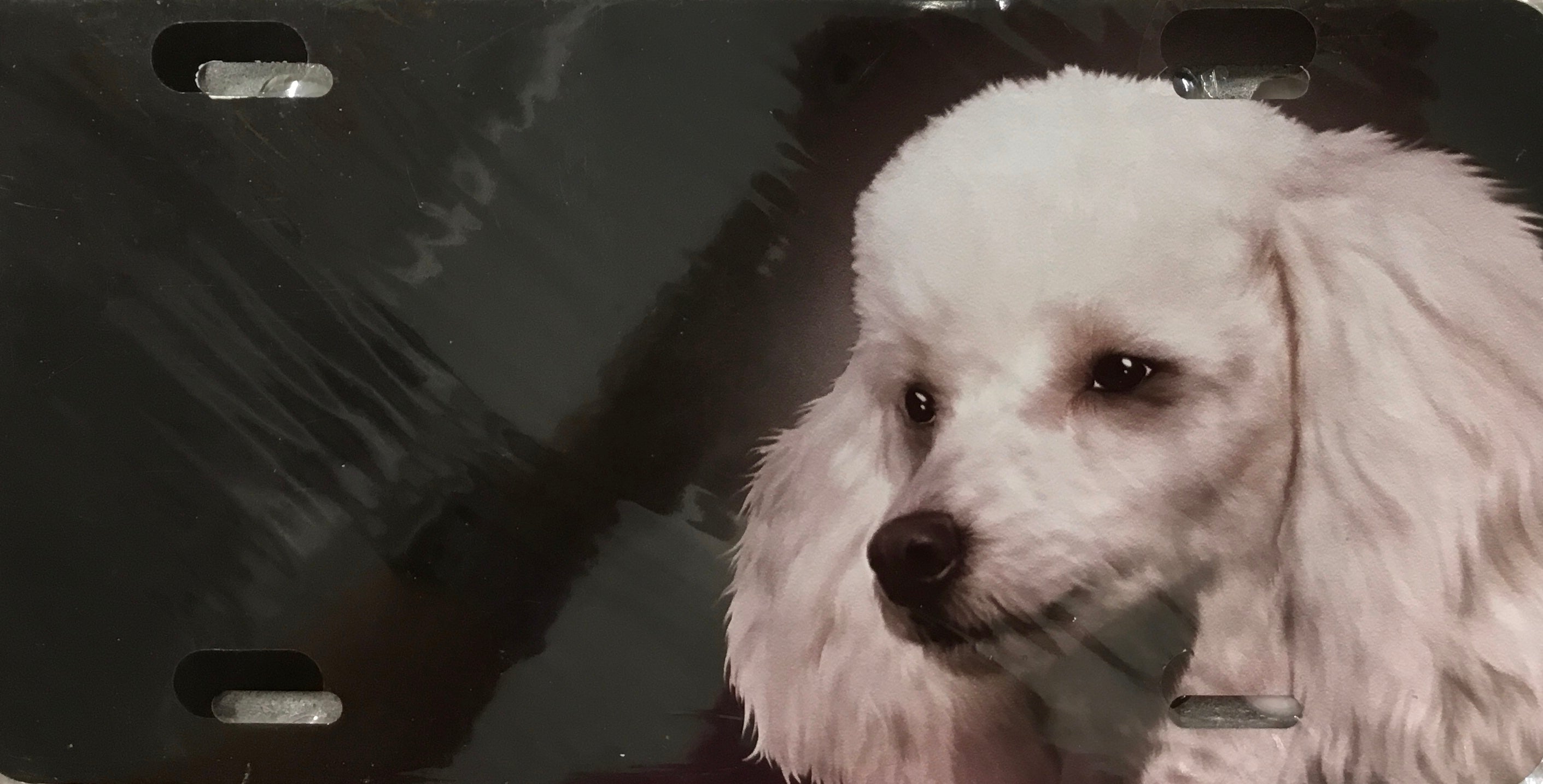 Poodle License Plate – Salty Paws